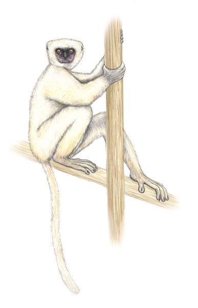 Image Gallery: 25 Primates in Peril | Live Science