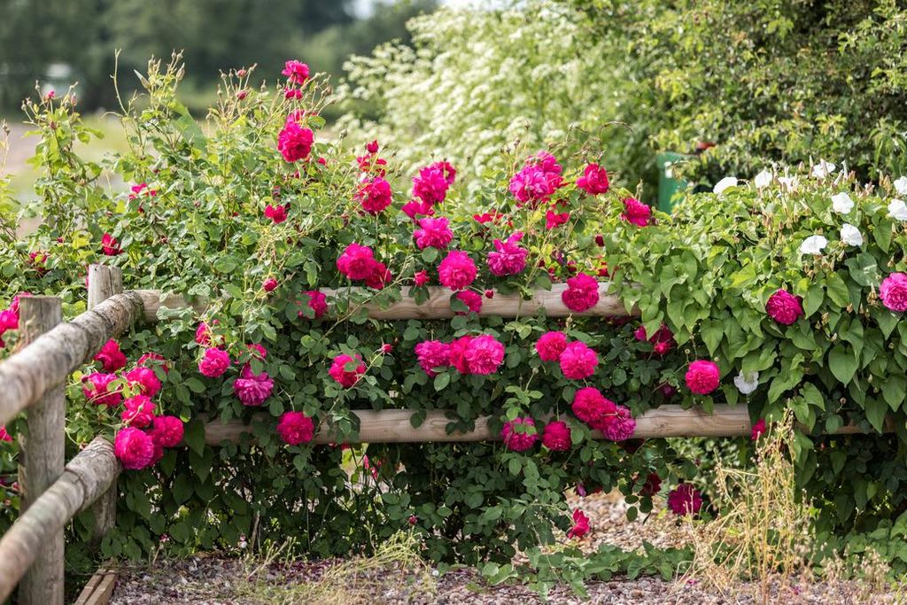 How to plant bare root roses: follow our expert tips | Gardeningetc