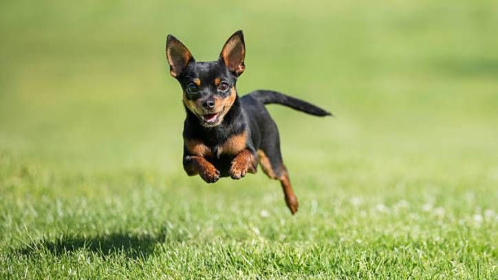 32 best dog breeds for first-time owners | PetsRadar