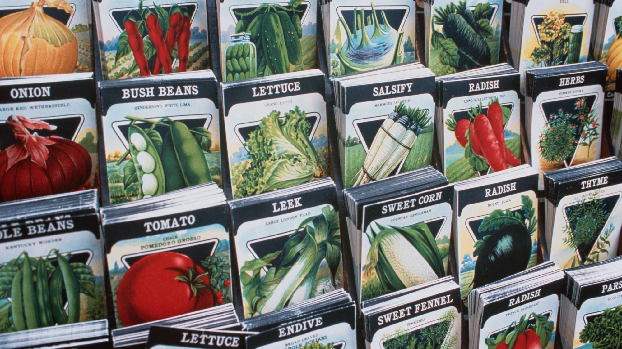 9 Seeds to Buy in January 2026 Before They Sell Out | Gardening Know How