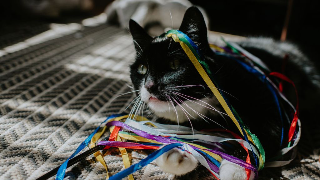 Pica in cats: A vet’s guide to symptoms, causes and treatment | PetsRadar