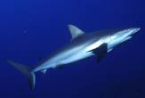 Shark Fins and Human Arms Made from Same Genes | Live Science
