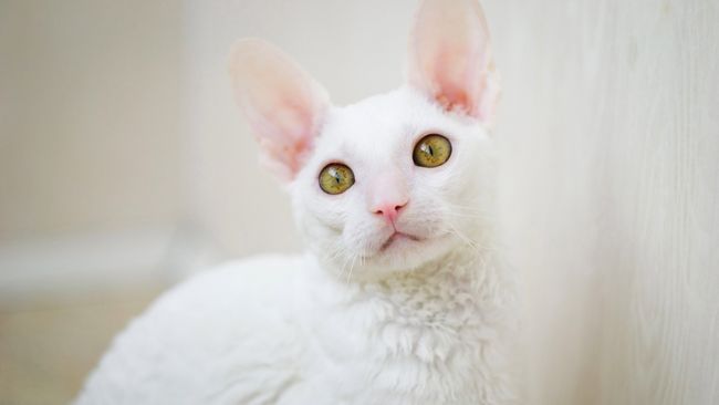 15 white cat breeds that will melt your heart | PetsRadar