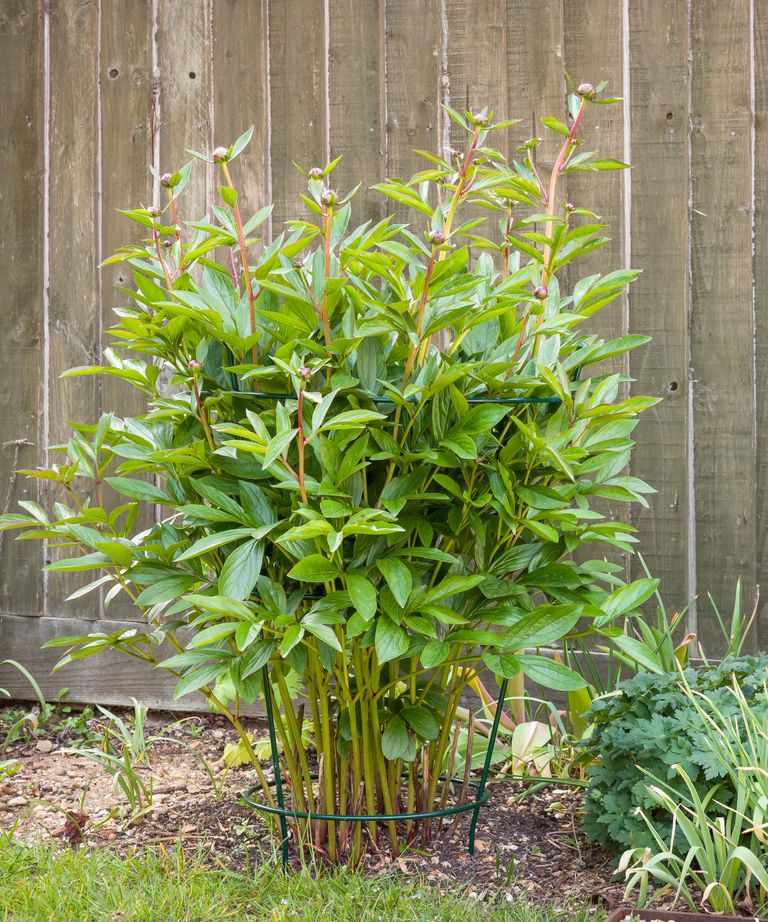 Peony Care In Spring: 6 Tips To Give Plants A Head Start | Gardening ...