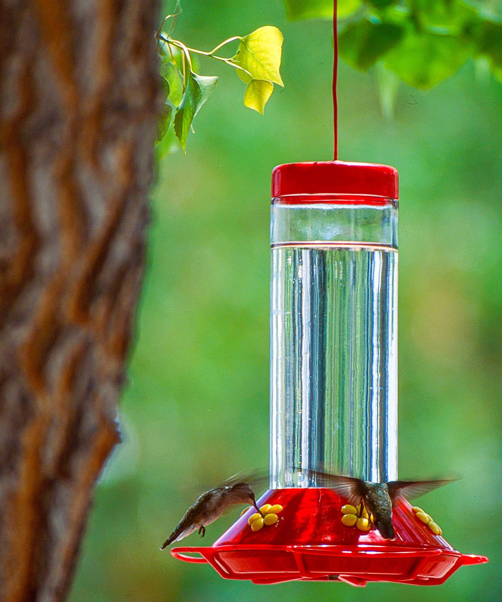 Where to place a hummingbird feeder – 5 essential tips | Homes and Gardens