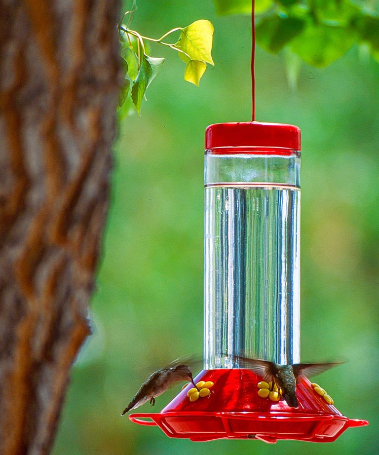 Where to place a hummingbird feeder – 5 essential tips | Homes and Gardens