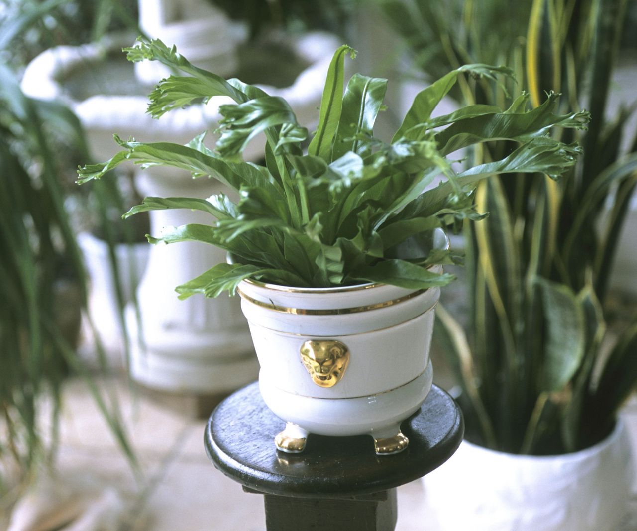 Cat safe indoor plants: 10 feline-friendly plants to grow | Homes and ...