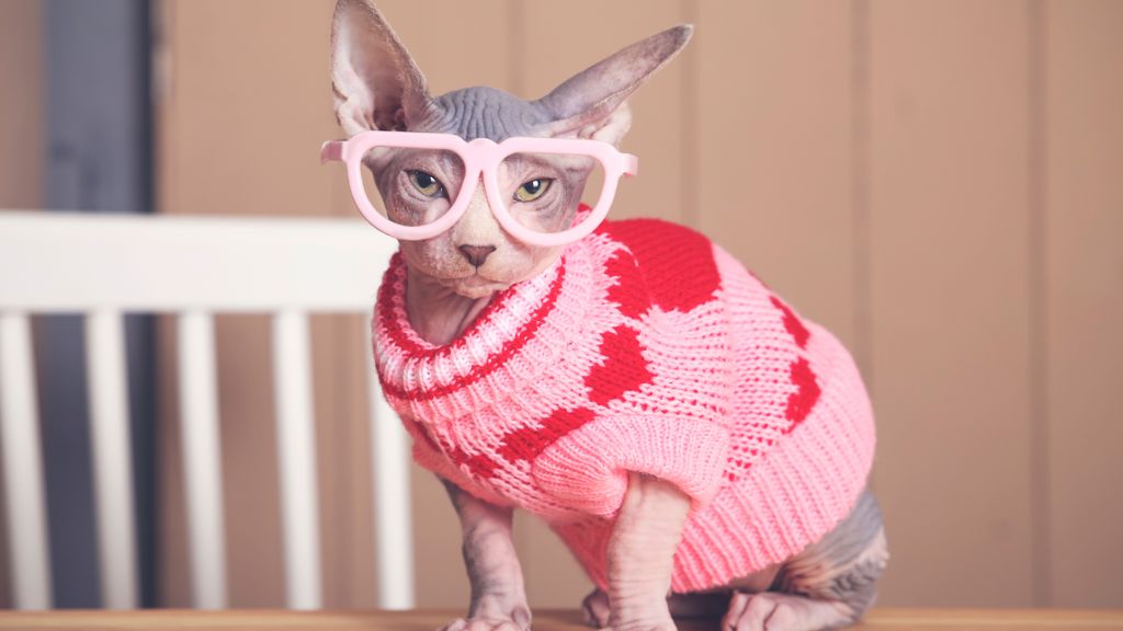 32 things you need to know about sphynx cats | PetsRadar