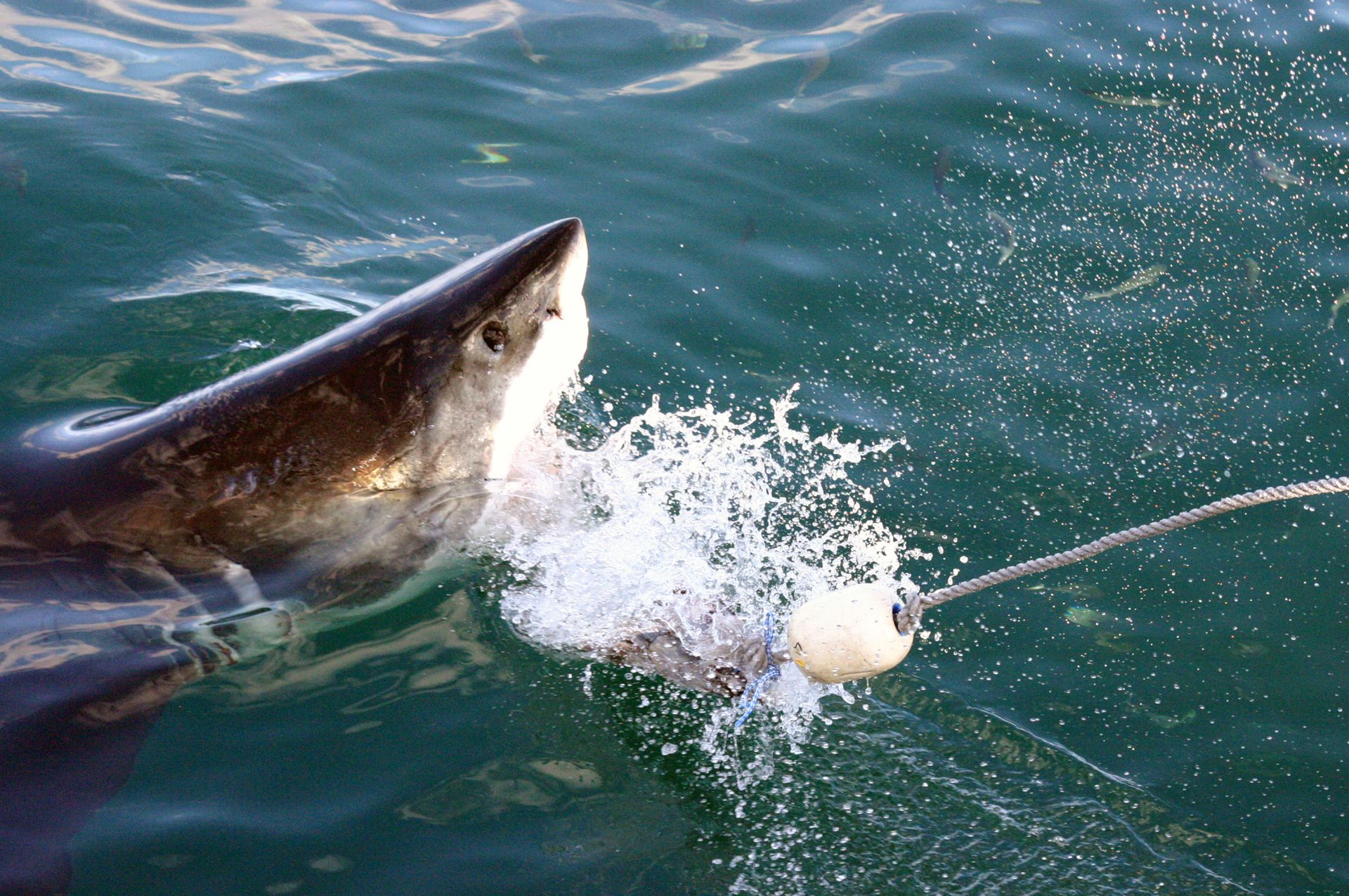 Sharks' Bad Rap Makes Them Hard to Save | Live Science