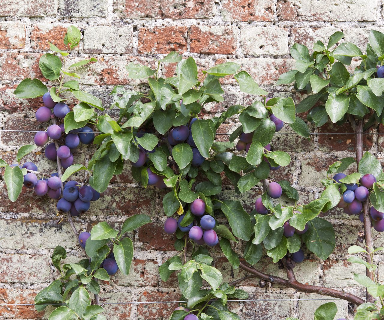 How to get a plum tree to fruit: tips to improve harvests | Homes and ...