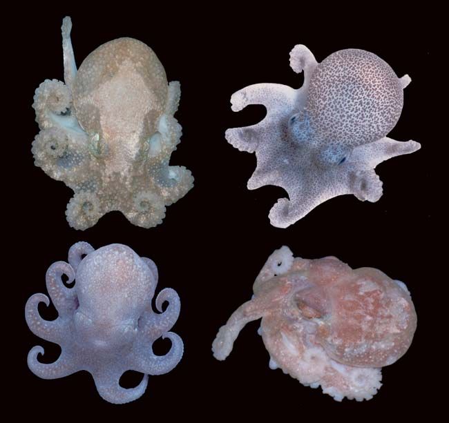 Incredible Deep-Sea Discoveries Announced | Live Science