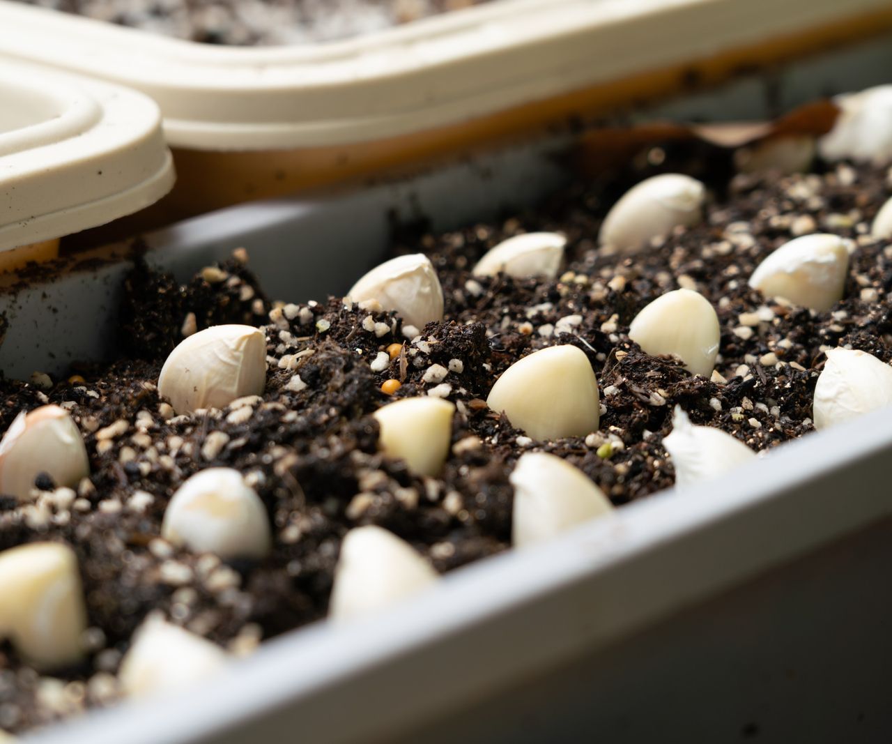How to grow garlic indoors on a windowsill | Homes and Gardens