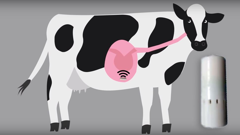Fantastic beast tech: the wacky world of animal wearables | TechRadar