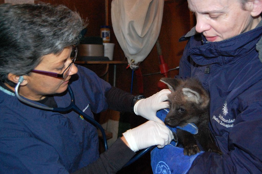 Gallery: Brand-New Baby Wolves | Live Science