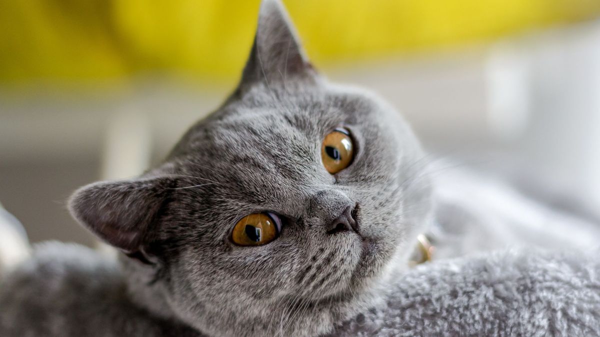 British Shorthair cat: Breed profile and information | PetsRadar