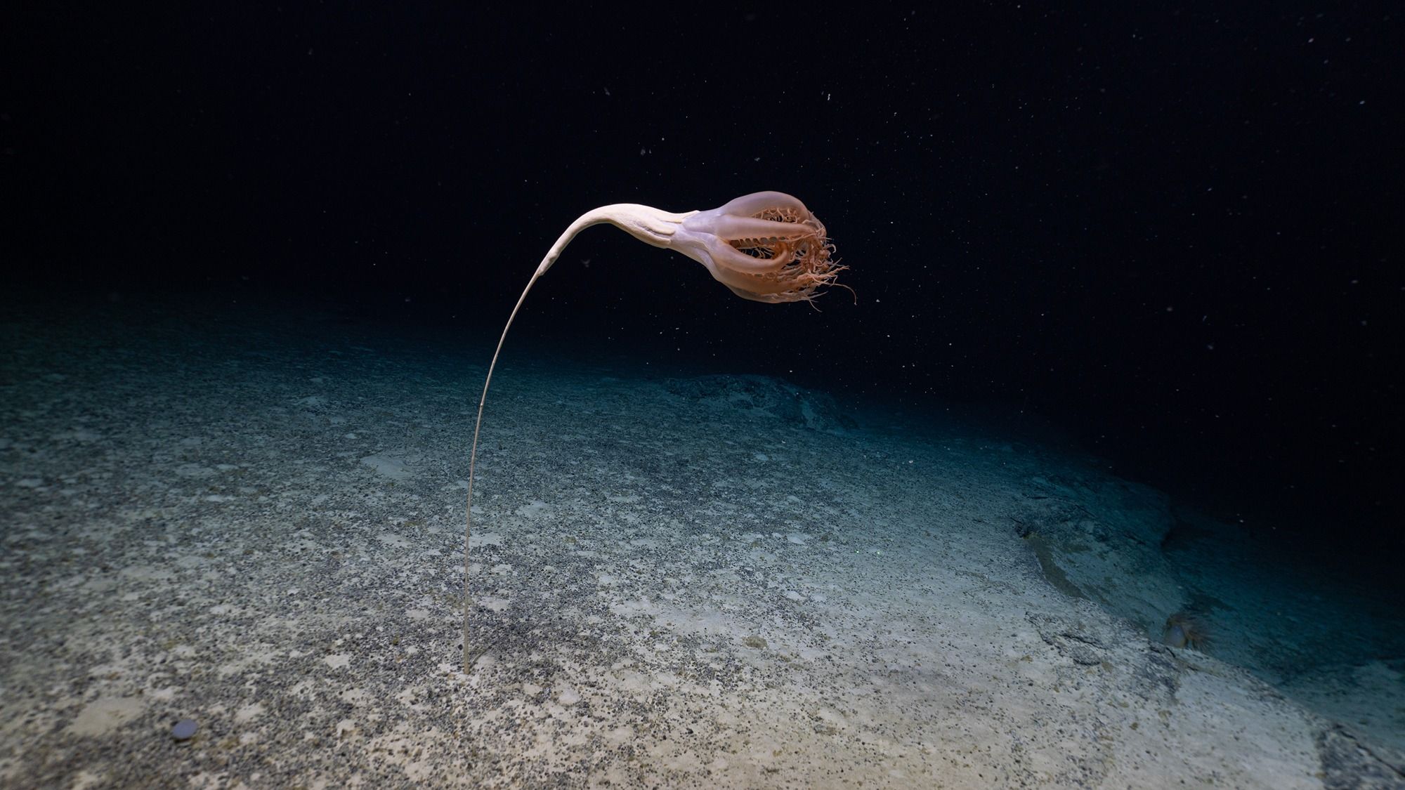 Rare and bizarre tentacle-trailing sea creature caught on video ...