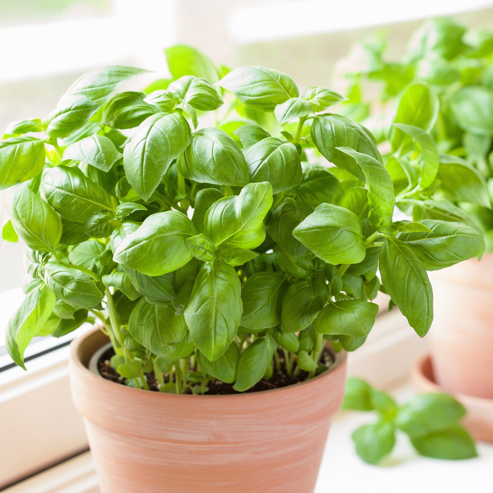 How to grow basil from shop bought: saving money and effort | Ideal Home