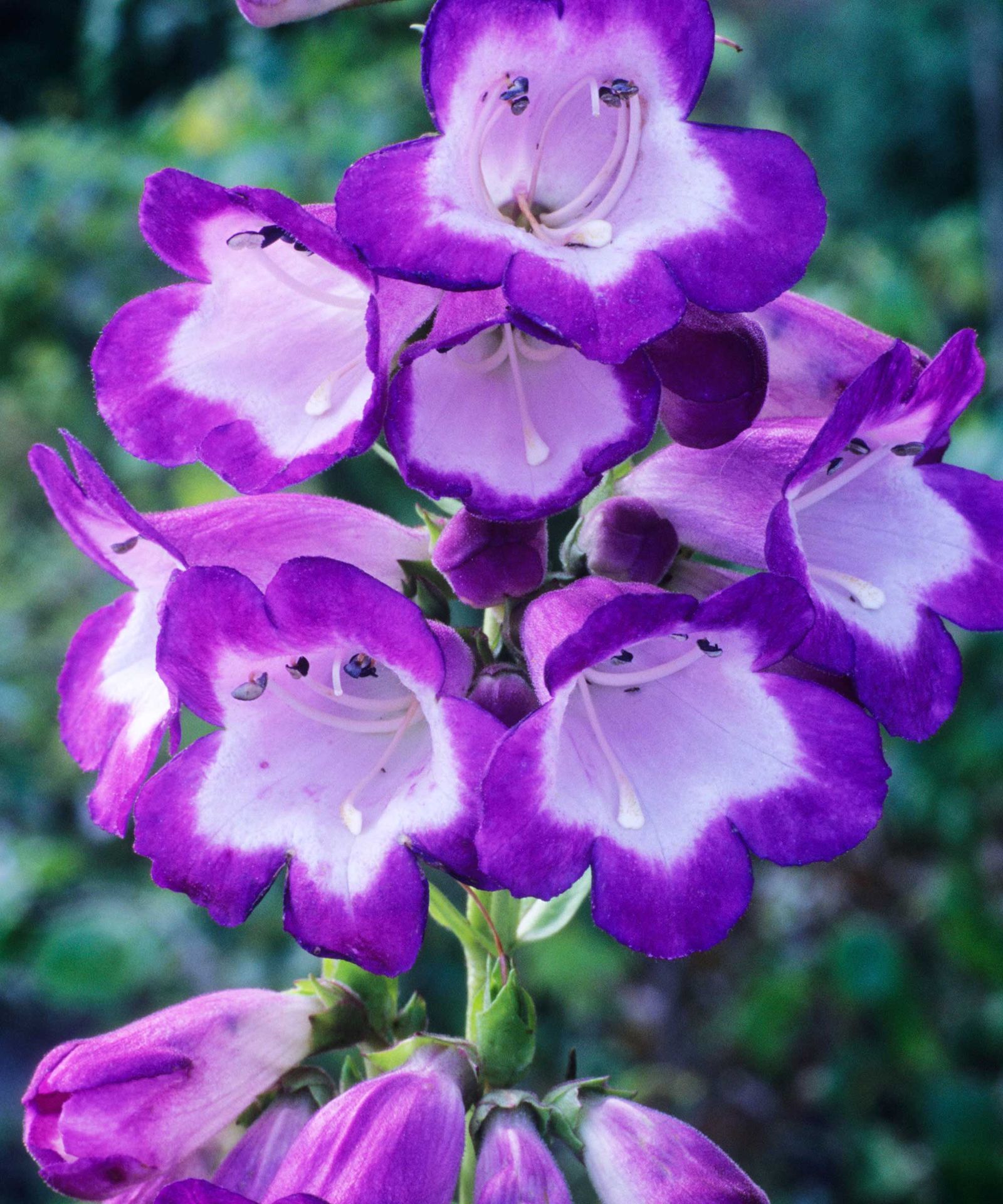 16 beautiful penstemon varieties for your planting scheme | Gardeningetc