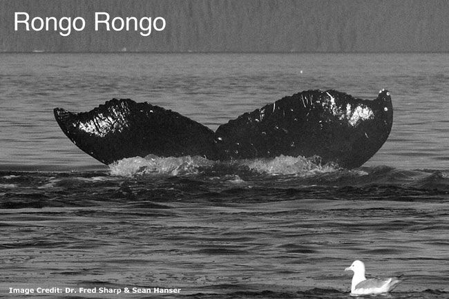 The Legend of Rongo Rongo | Space