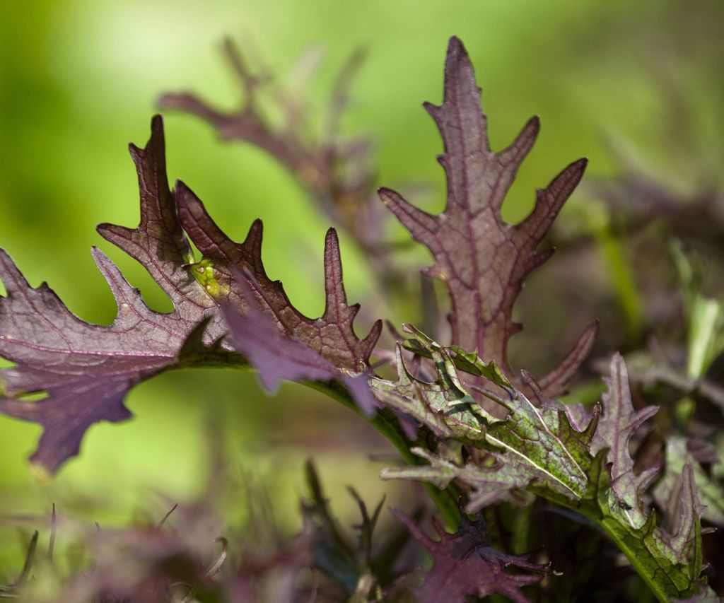 How to grow mizuna - expert tips for bumper harvests | Homes and Gardens
