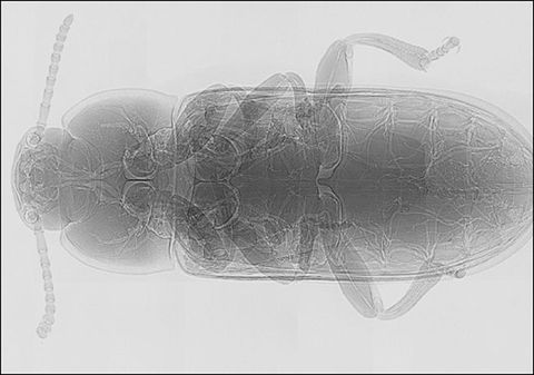Beetle Breathing Highly Complex, Study Finds | Live Science