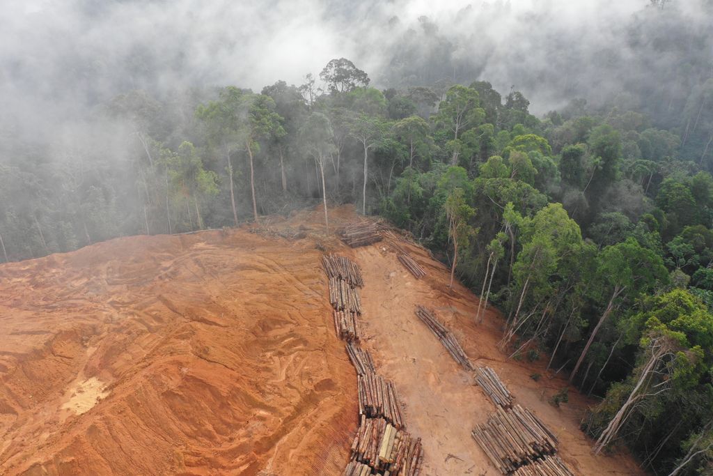 Deforestation: Facts about the widespread destruction of Earth's ...