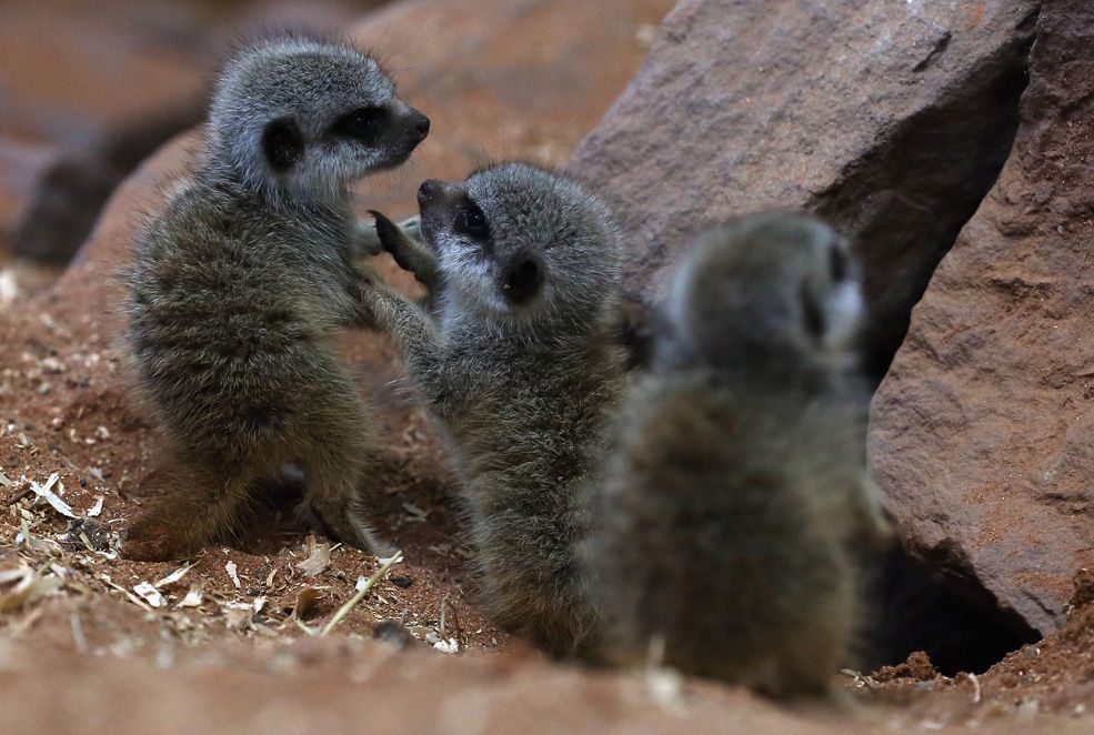 Meet the cutest zoo animals born in 2013 | The Week
