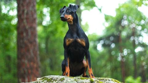 Best guard dog breeds for maximum protection | PetsRadar