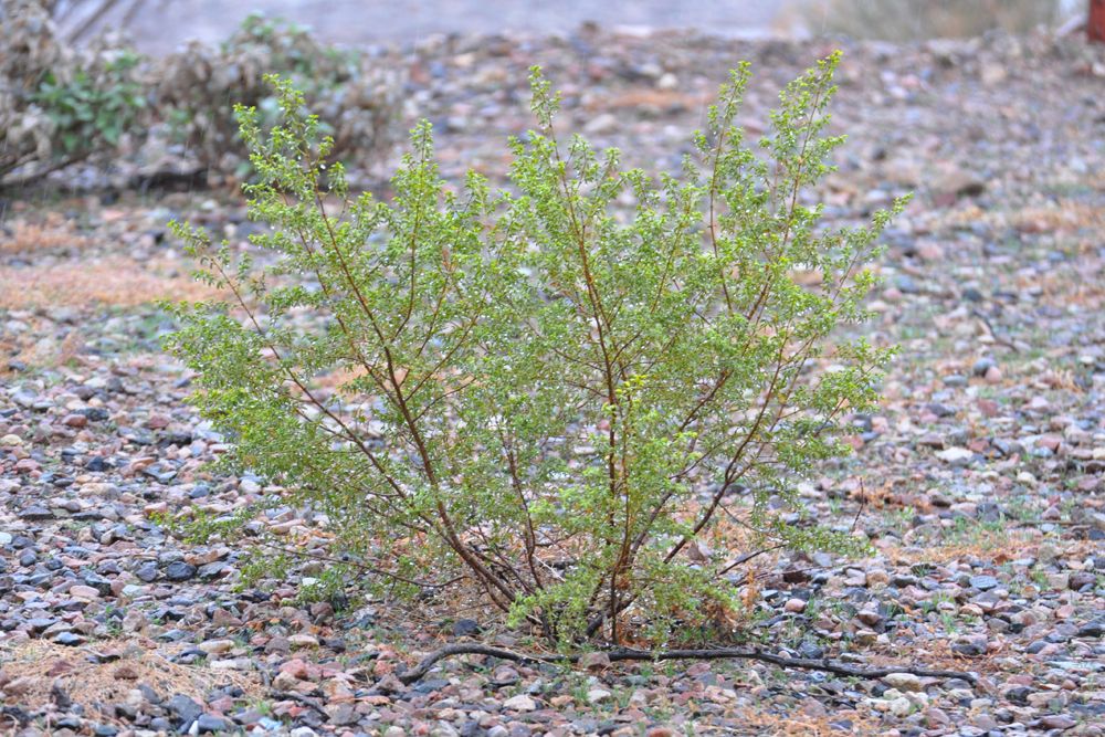 Creosote Bushes Photos | Desert Plants & Flora | Live Science