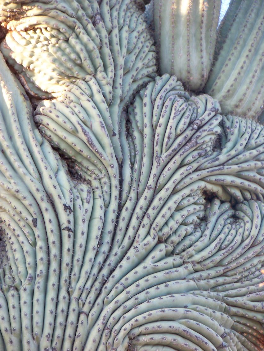 Photos: Inside the Bizarre World of the Crested Saguaro Cactus | Live ...