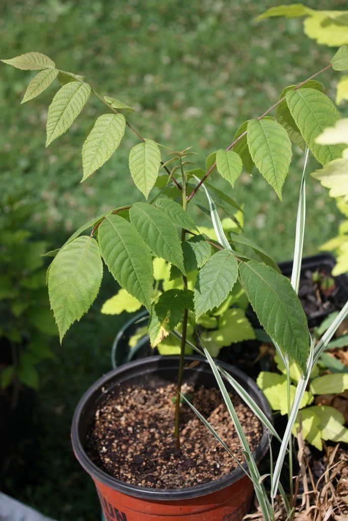 Can You Grow Nut Trees In Pots - Tips For Growing Nuts In Containers ...