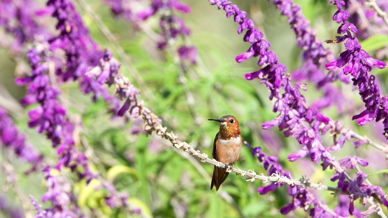 Try These 11 Stunning Shade Plants for Hummingbirds | Gardening Know How
