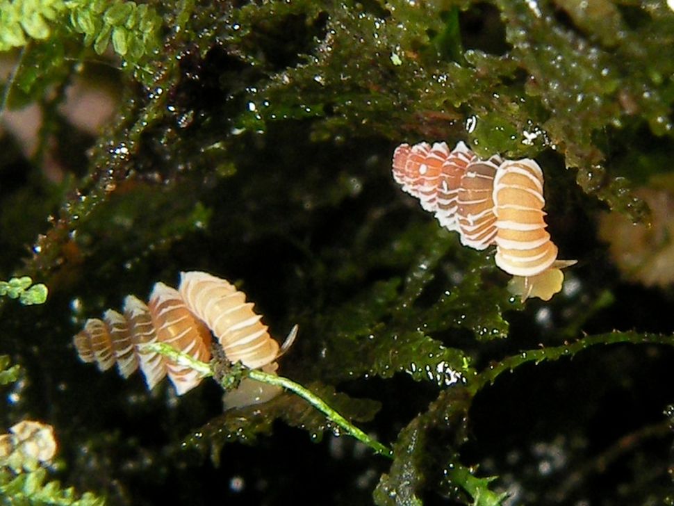 Photos: Gorgeous Neon Malaysian Snails | Live Science