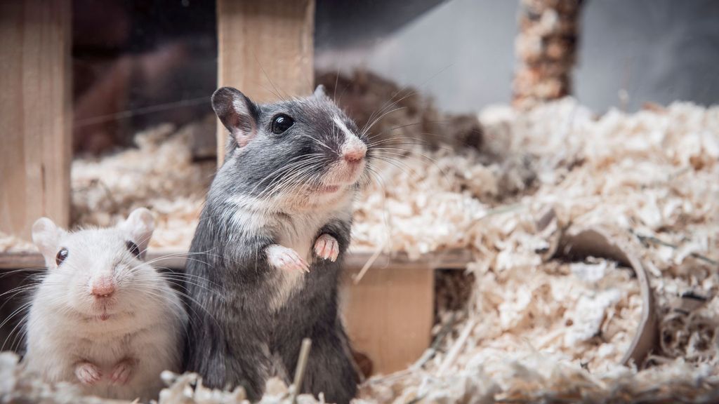 25 best first pets for children | PetsRadar