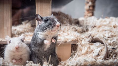 25 best first pets for children | PetsRadar