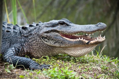Facts About Alligators | Live Science