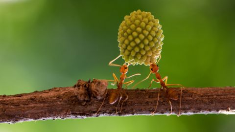 Insects: Facts about the creepy-crawlies that make up more than half of ...