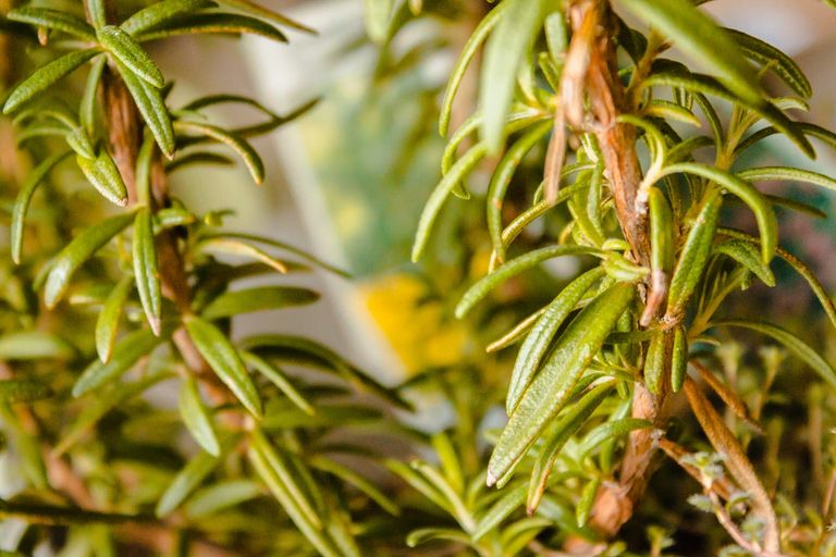 Is My Rosemary Sick: Learn About Common Diseases Of Rosemary Plants ...