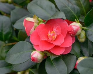 Types of camellias: 12 beautiful varieties | Gardeningetc