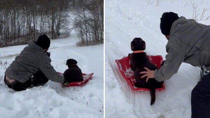 Snow sledding dog learning to sleigh for the first time goes viral ...