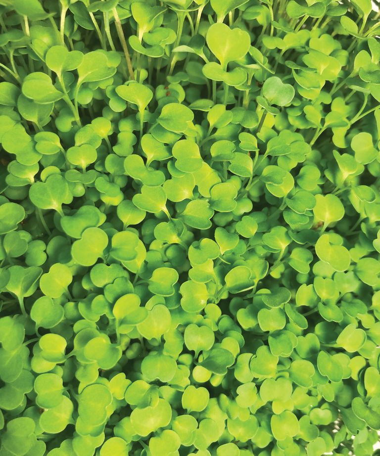 9 Cut And Come Again Crops For Small Spaces | Gardening Know How