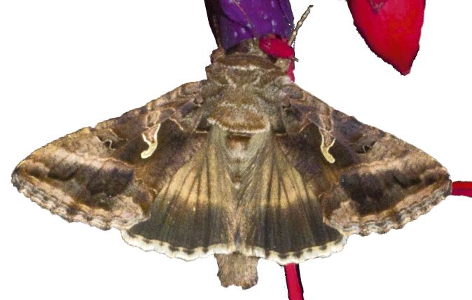 A simple guide to identifying British moths | Country Life