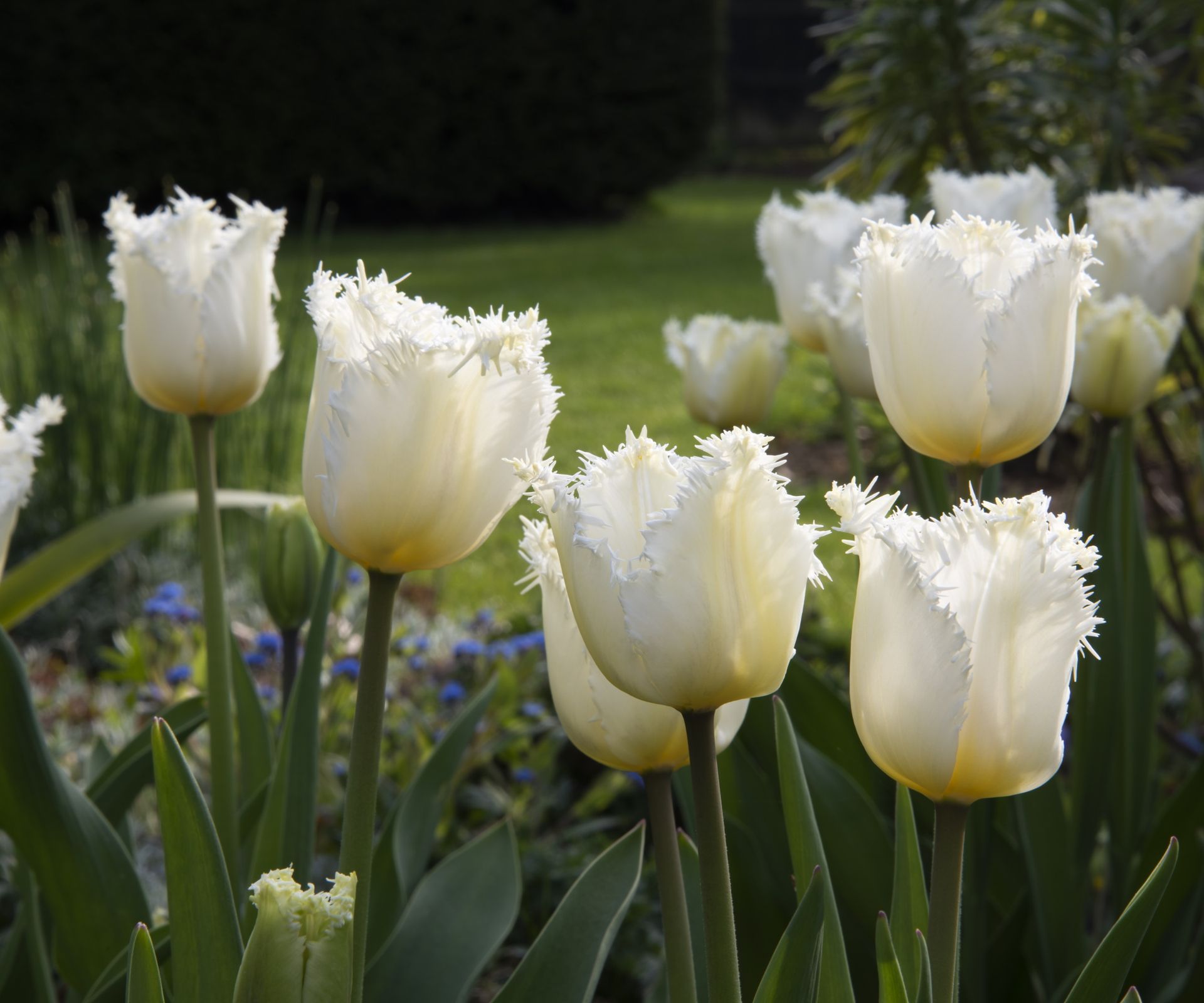 Best fringed tulip varieties: 7 picks to plant in fall | Homes and Gardens