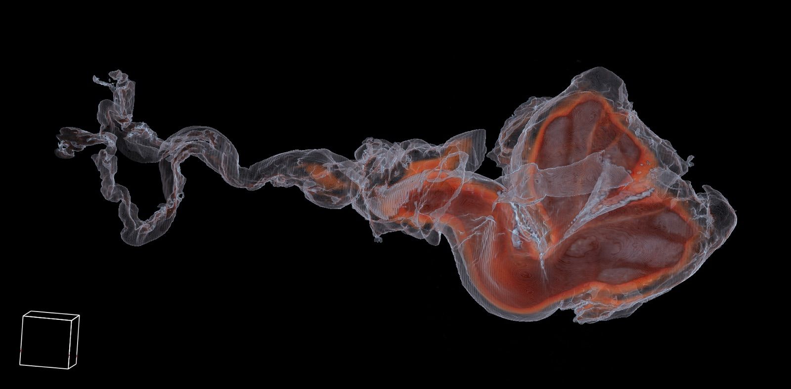 How Dolphins Do It in Water…with Weird, Complex Genitalia | Live Science
