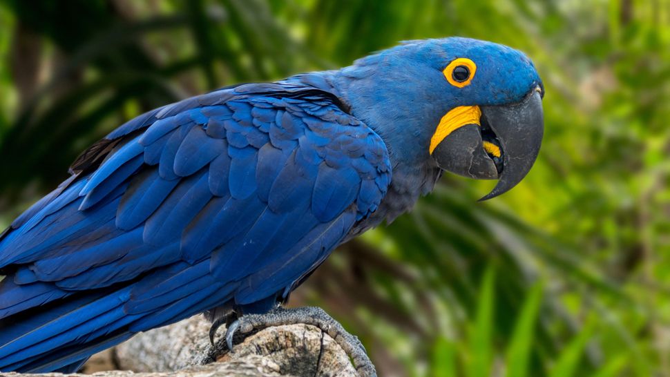 20 best pet birds for beginners | PetsRadar