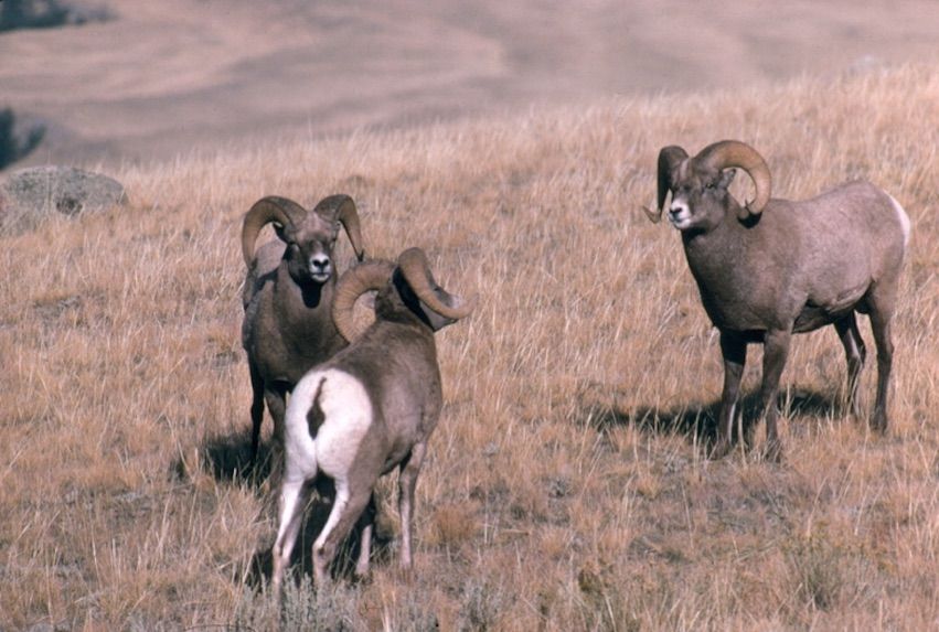 Photos: The Power and Beauty of North America's Bighorn Sheep | Live ...