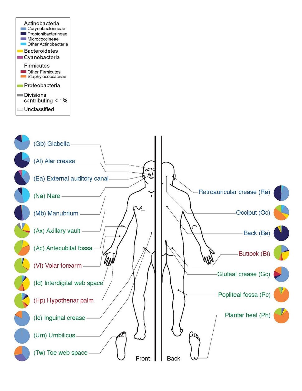 The ABCs of Our Body Bacteria | Your Skin Mircobiome | NIGMS | Live Science