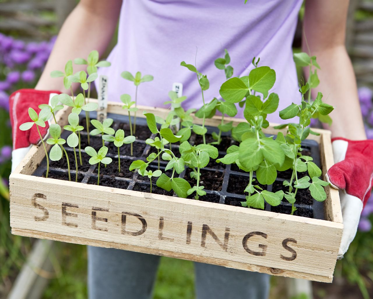 Basic Gardening Terms Every Beginner Should Know | Gardening Know How