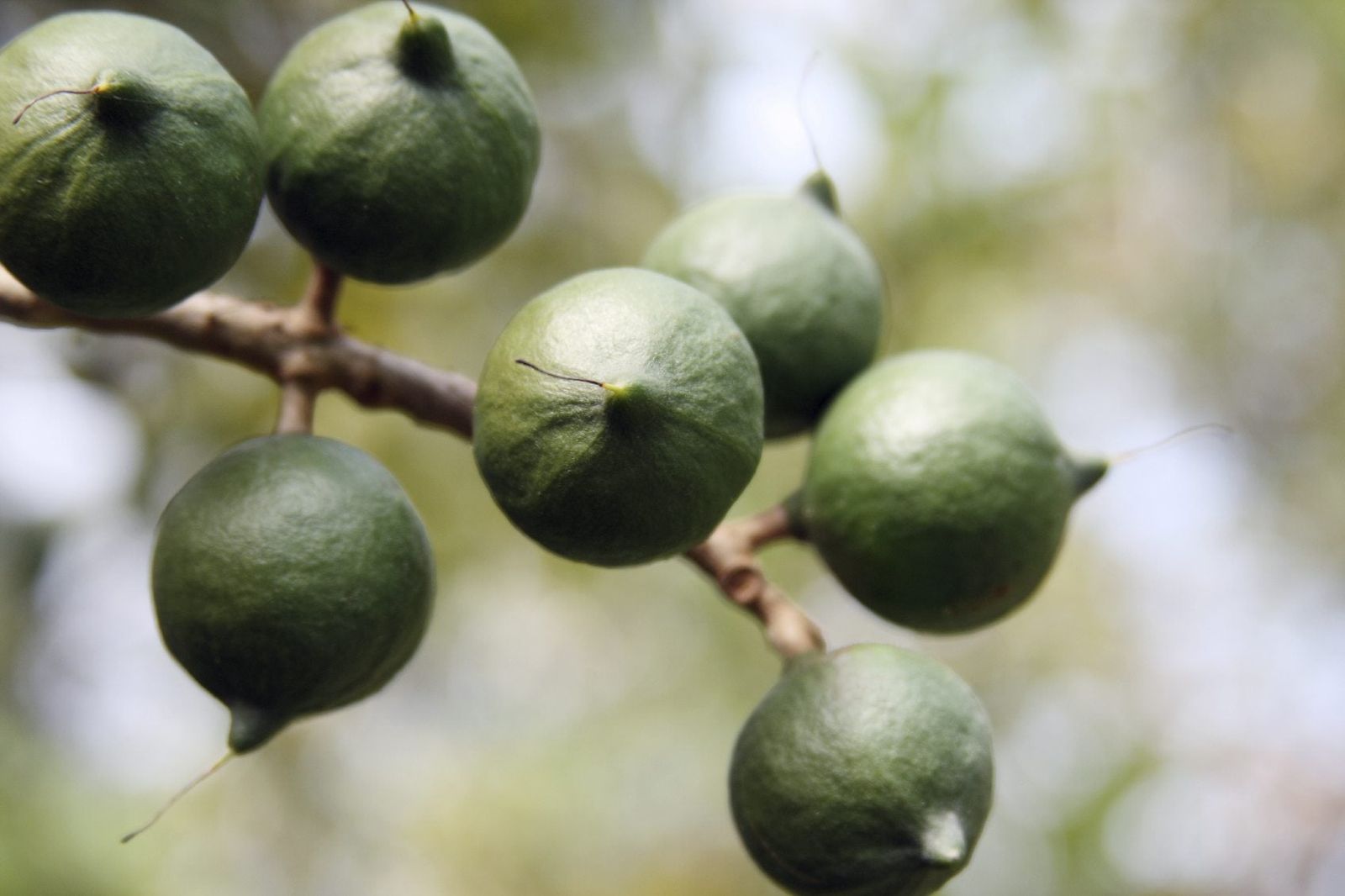 Macadamia Nut Trees - Learn About Growing Macadamia Nuts | Gardening ...