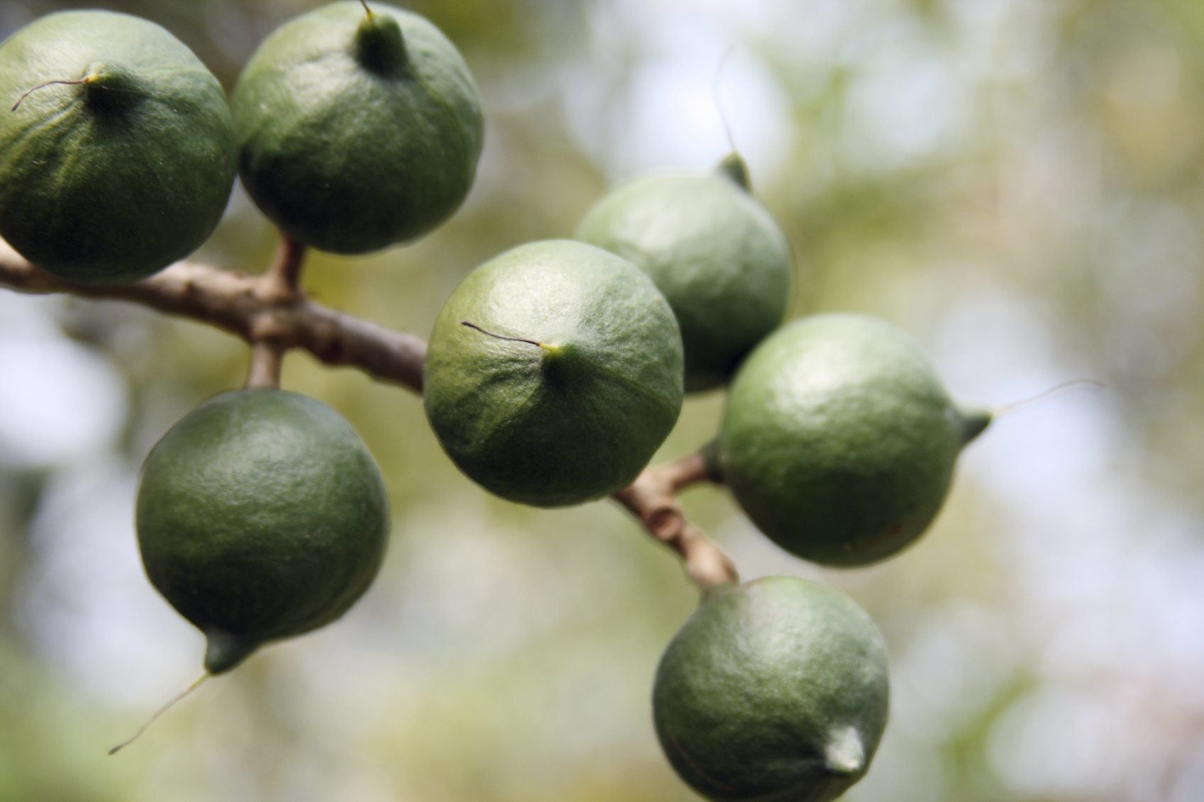 Macadamia Nut Trees - Learn About Growing Macadamia Nuts | Gardening ...